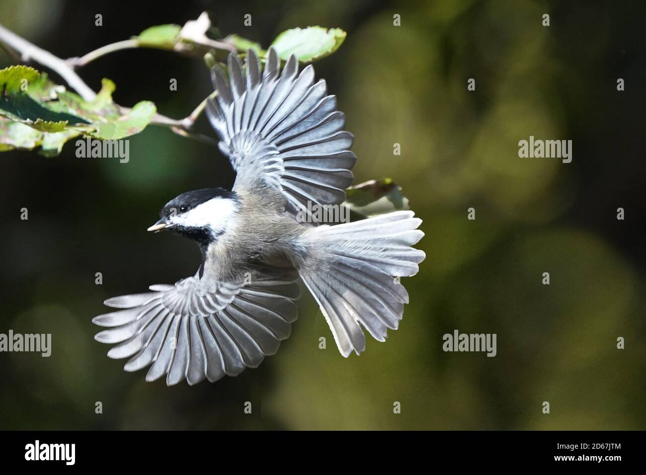 Chickadee flying hi-res stock photography and images - Alamy