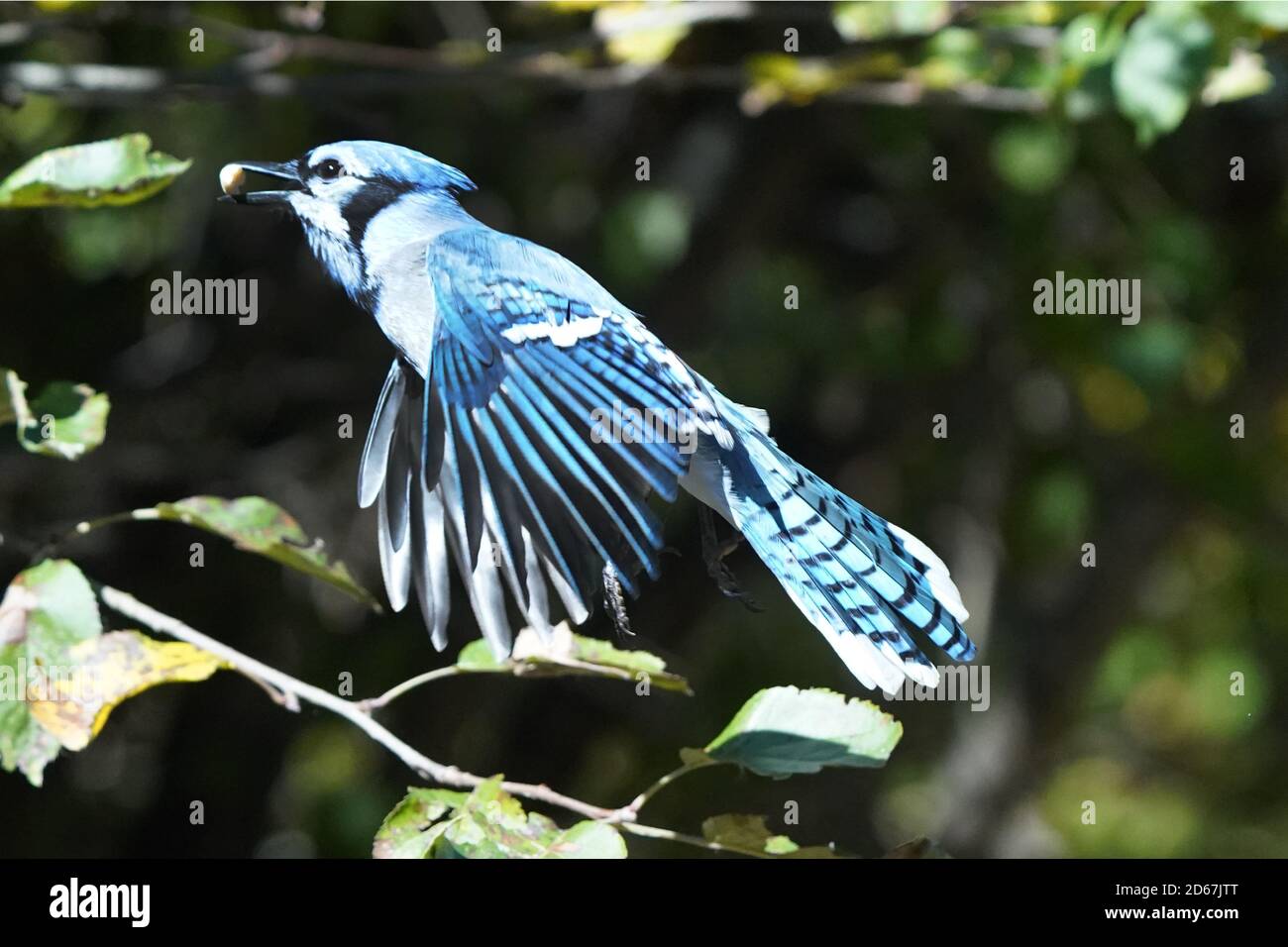 Peanuts favourite food hi-res stock photography and images - Alamy