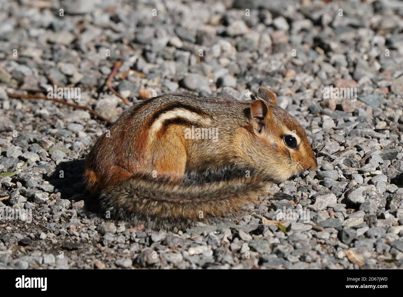 Chipmunks nose to nose hi-res stock photography and images - Alamy