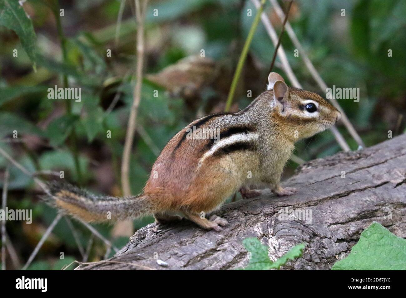 Chipmunks nose to nose hi-res stock photography and images - Alamy