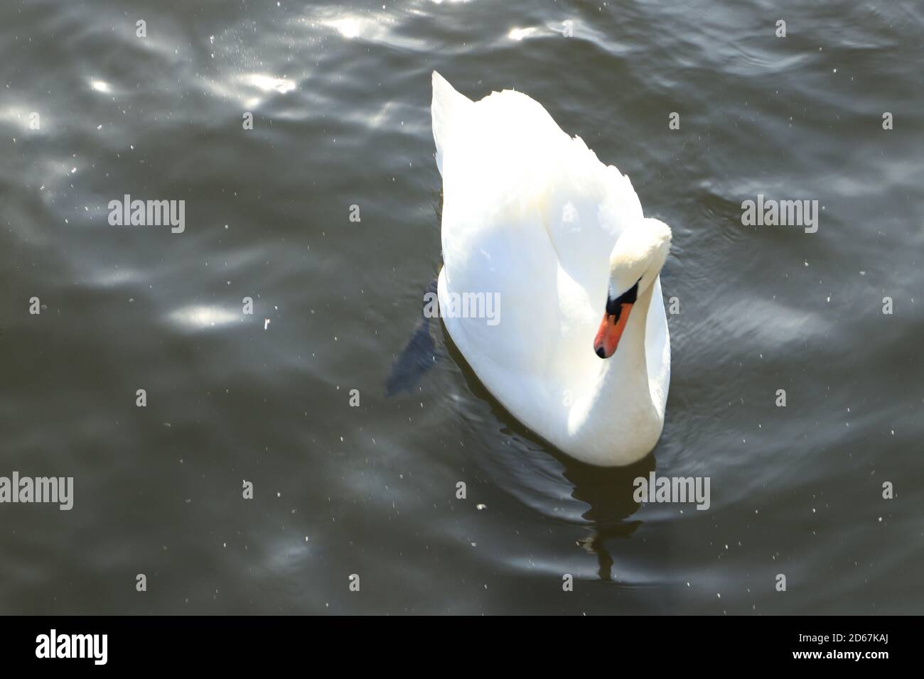 New York, NY, USA - October 10,2019. A white swam simming alone on a ...