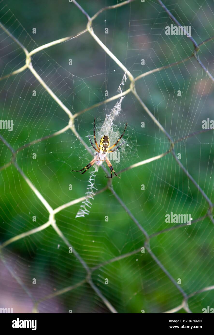 Web spun hi-res stock photography and images - Alamy