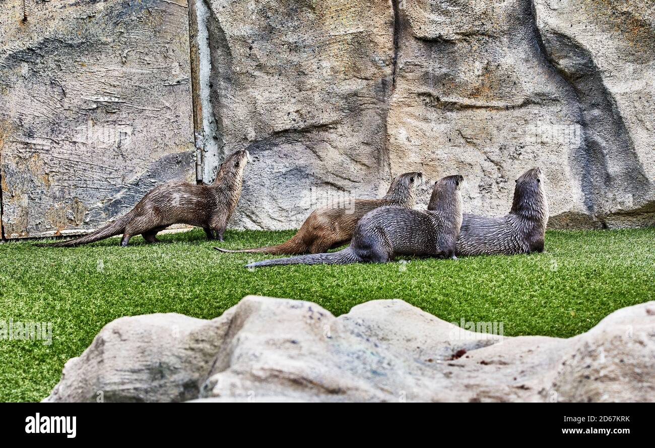 Four Wet Otters sitting on the grass looking up at the rock wall Stock ...