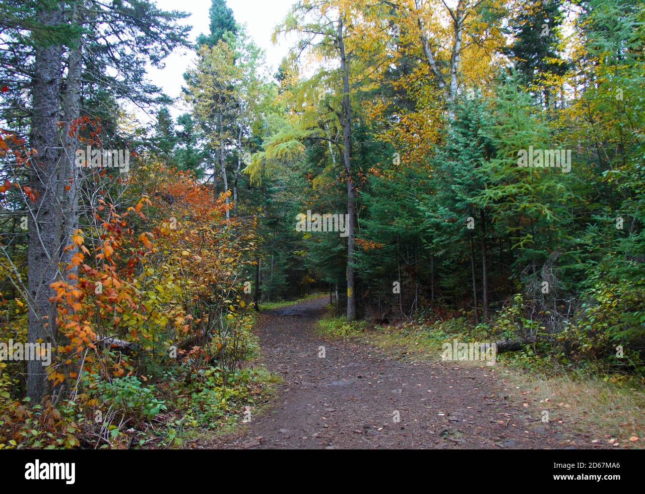Mixed forest canada hi-res stock photography and images - Alamy