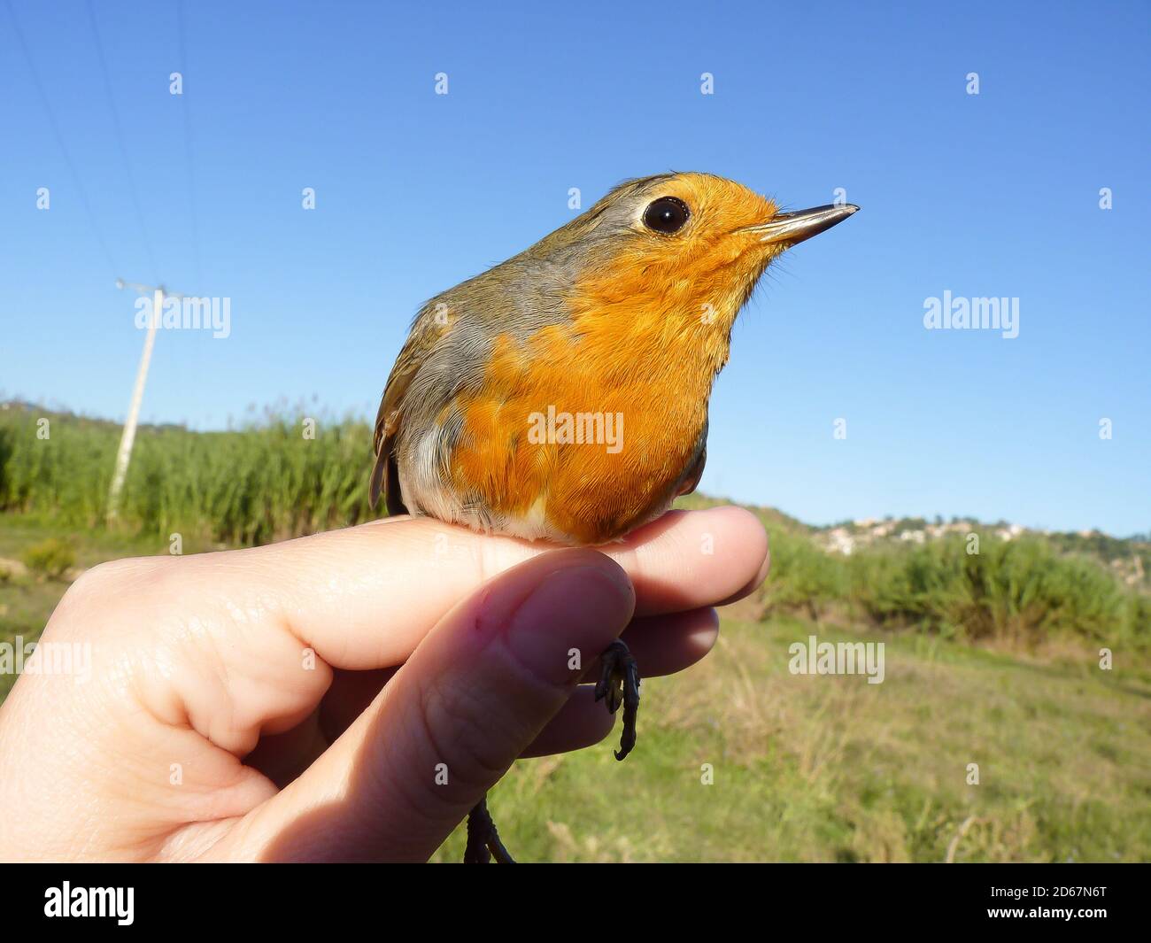 Robin and person garden hi-res stock photography and images - Alamy