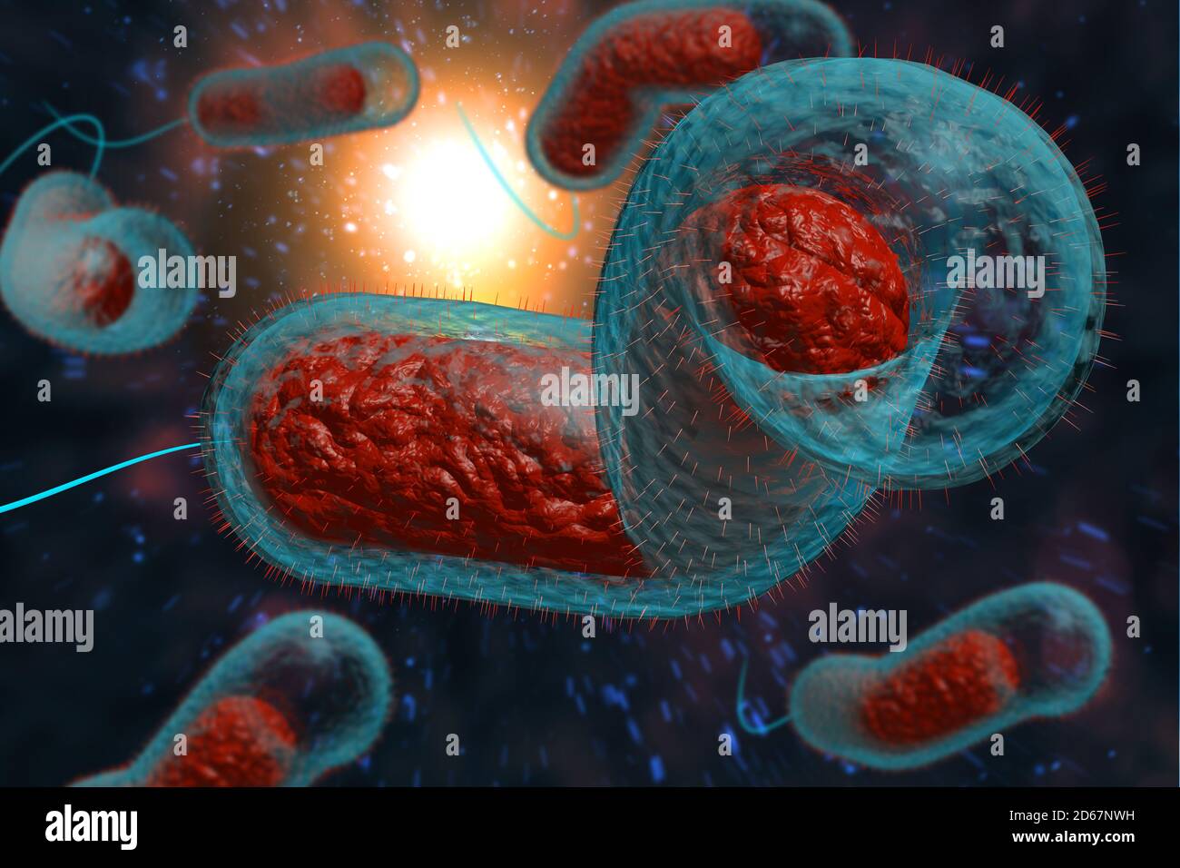 Cholera Bacteria Diagram