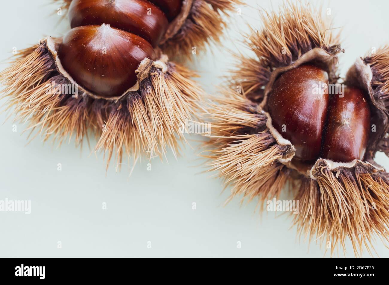 Closeup shot of sweet chestnuts in a shell on white background Stock ...