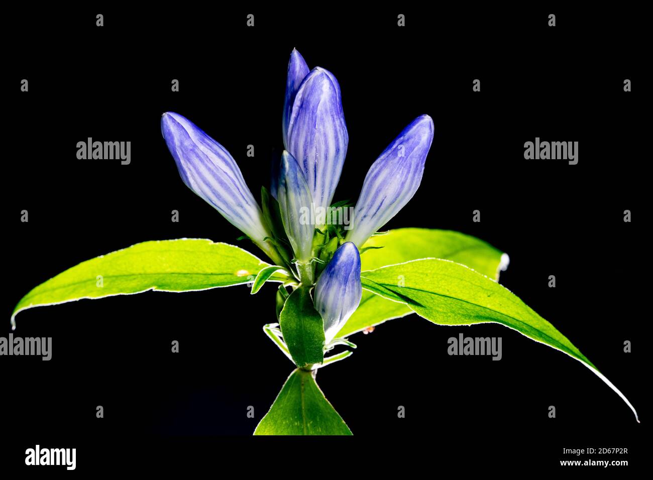 The blue gentian wildflower hi-res stock photography and images - Alamy