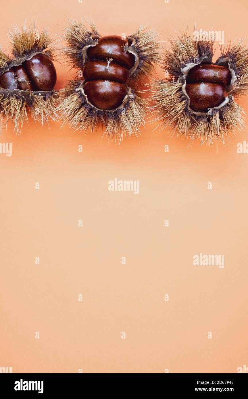 Vertical closeup shot of sweet chestnuts in a shell on orange ...