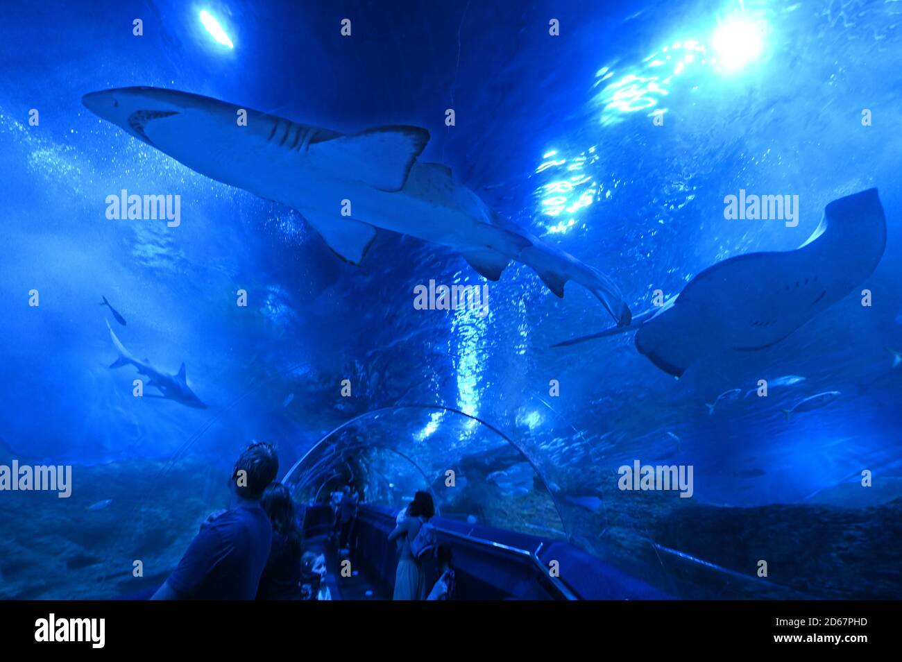 Walk Through Aquarium Tunnel Underwater High Resolution Stock ...