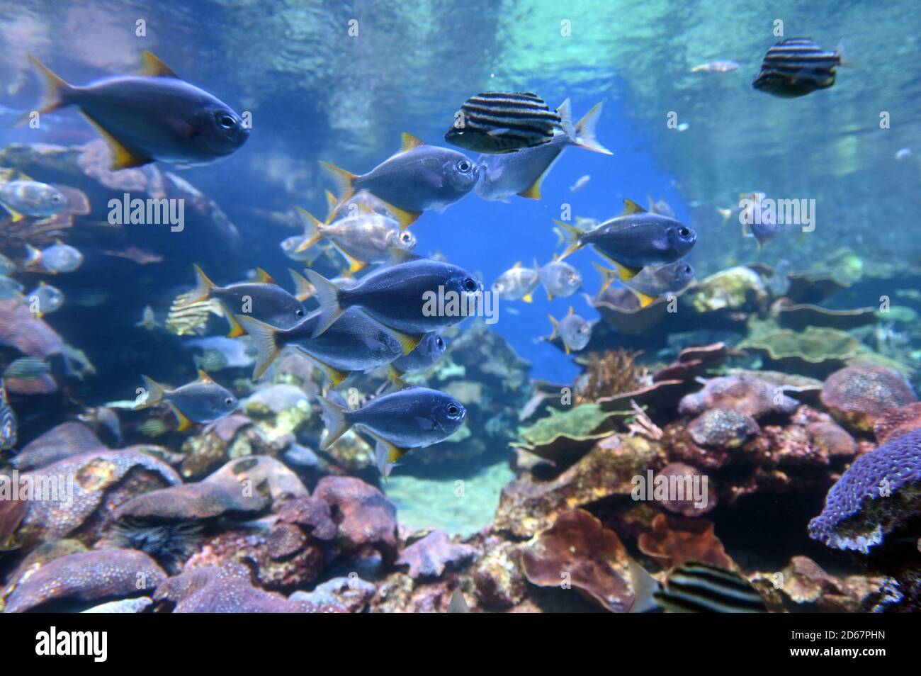 Underwater Marine Colourful High Resolution Stock Photography and ...