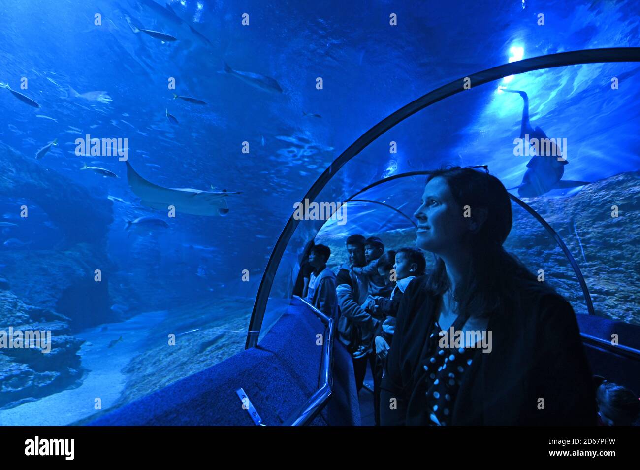 Walk Through Aquarium Tunnel Underwater High Resolution Stock ...