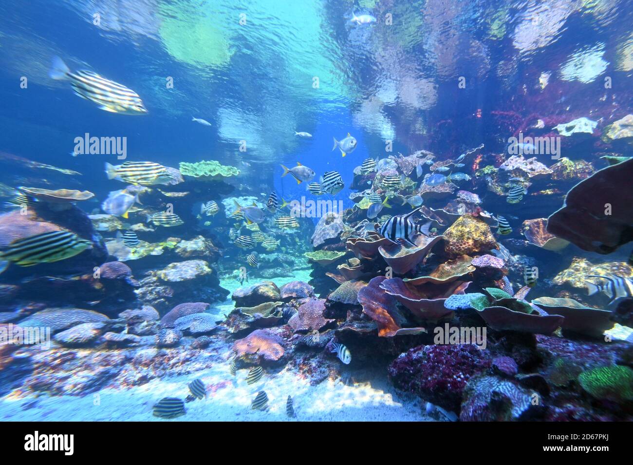 Beautiful Under Sea World High Resolution Stock Photography and Images ...
