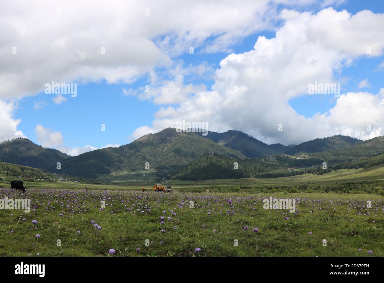 Beautiful Phobjikha valley in Bhutan Stock Photo - Alamy