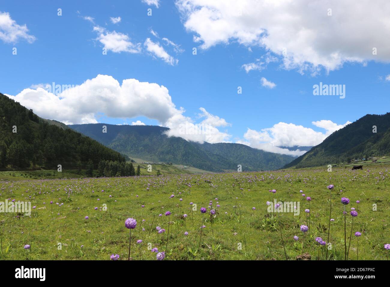 Beautiful Phobjikha valley in Bhutan Stock Photo - Alamy