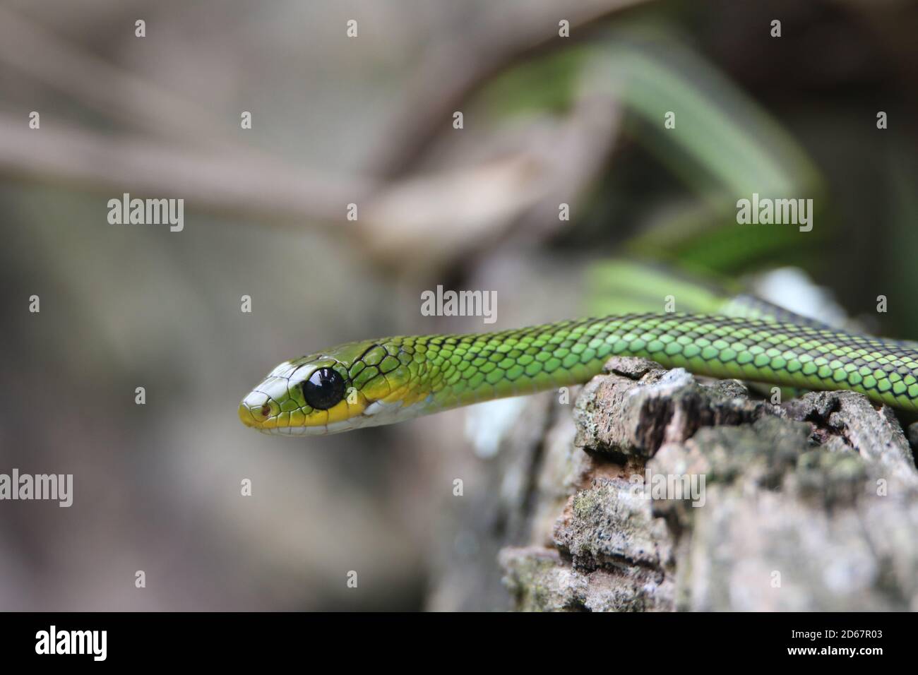 Juvenile rat snake hi-res stock photography and images - Alamy