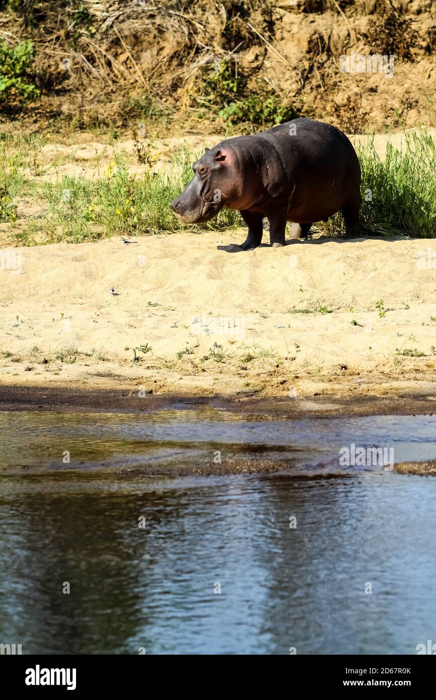 long distance view of a large African Hippopotamus next to a river in a ...