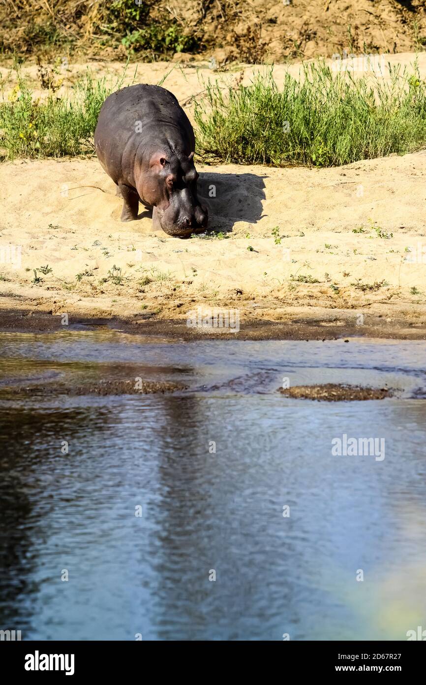 long distance view of a large African Hippopotamus next to a river in a ...