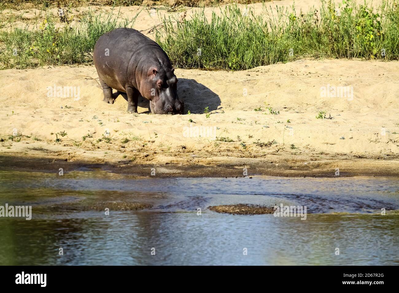 long distance view of a large African Hippopotamus next to a river in a ...
