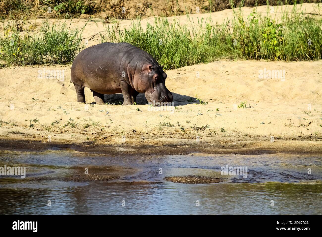 long distance view of a large African Hippopotamus next to a river in a ...