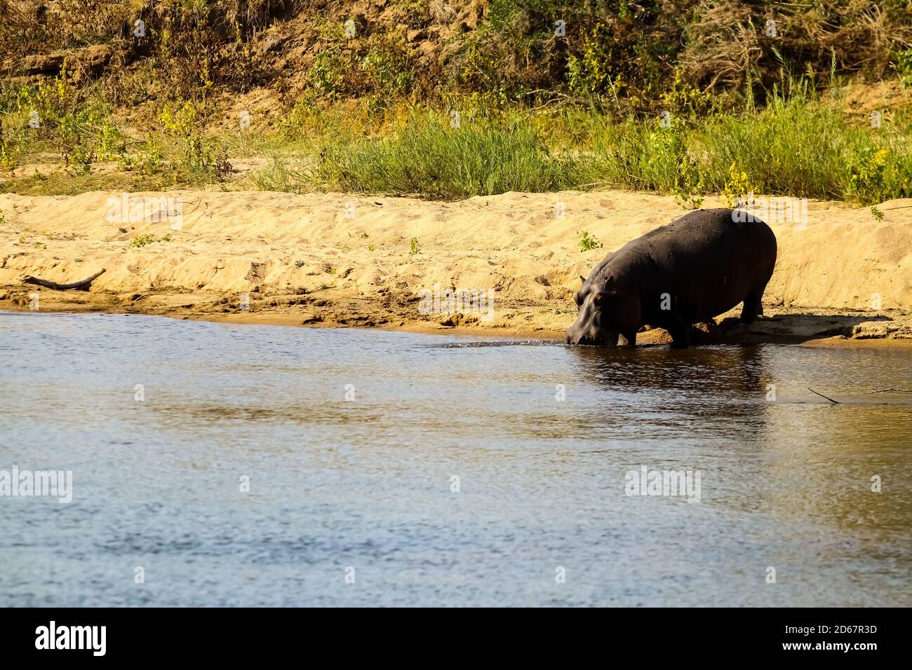long distance view of a large African Hippopotamus next to a river in a ...