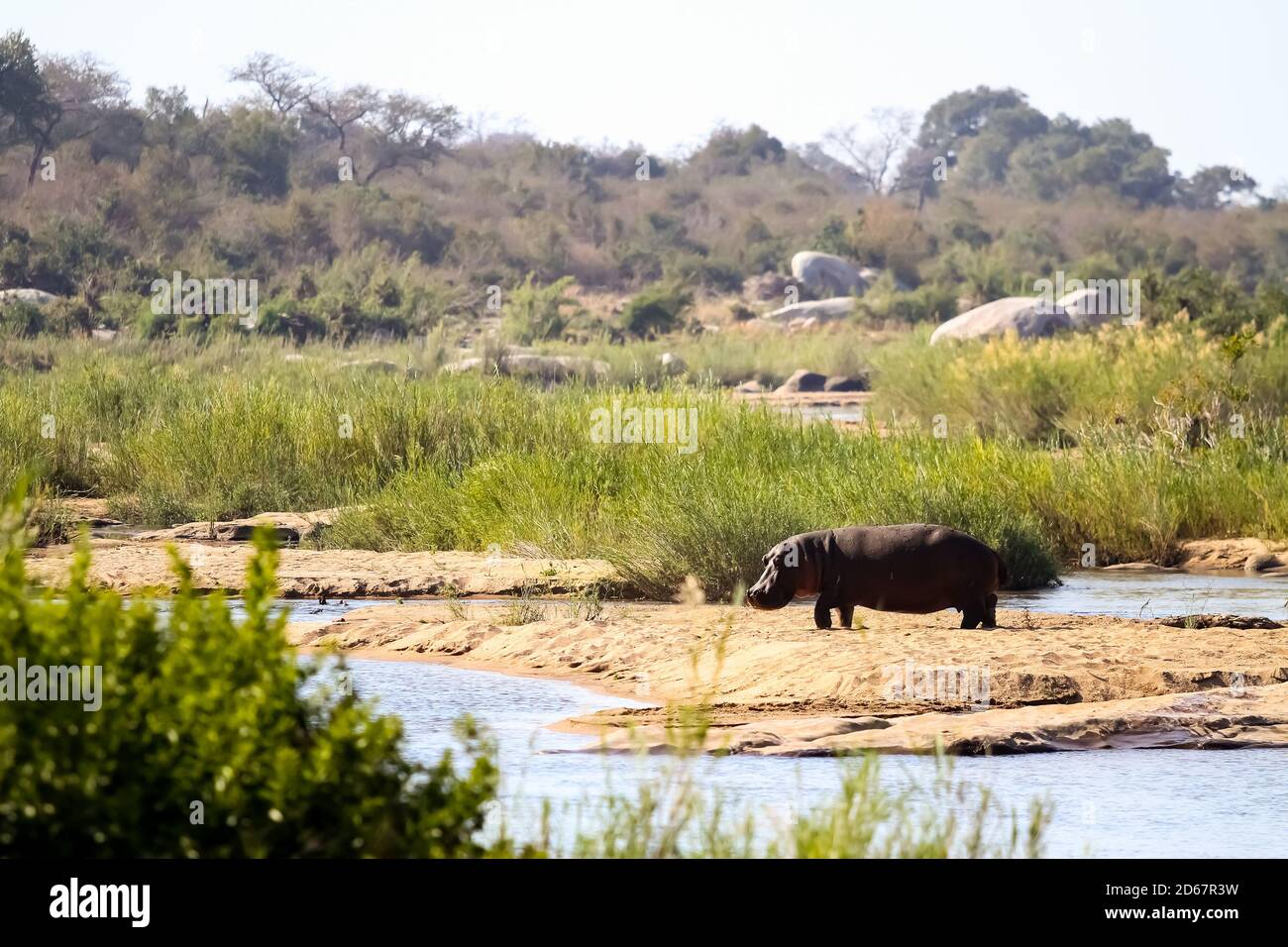 long distance view of a large African Hippopotamus next to a river in a ...
