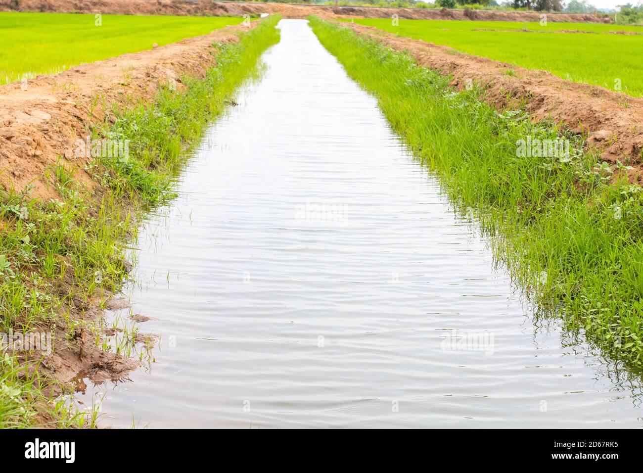 Plantation rice waterway farm hi-res stock photography and images - Alamy