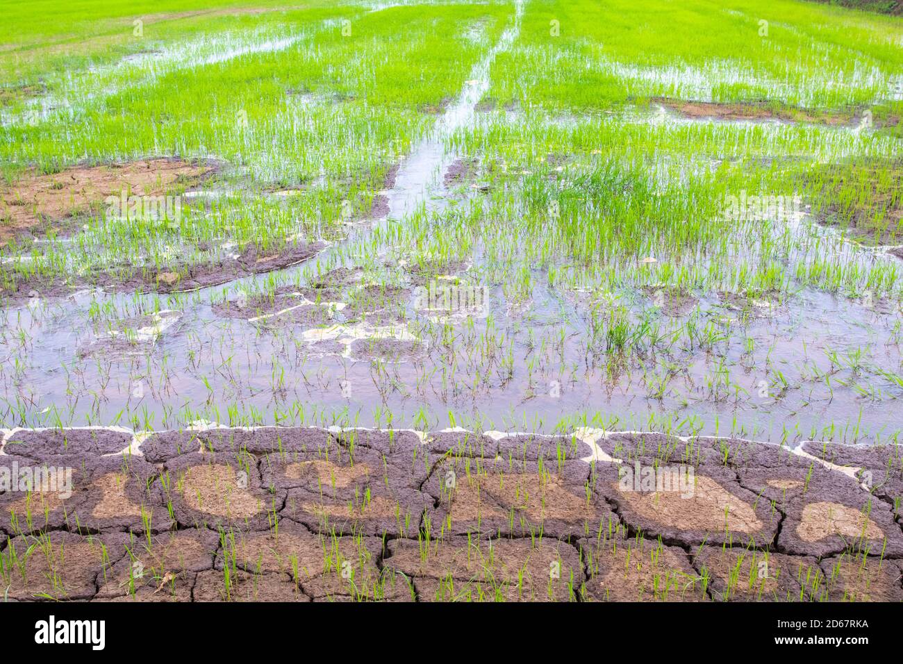 background texture nature field rice farm have water local flora of ...