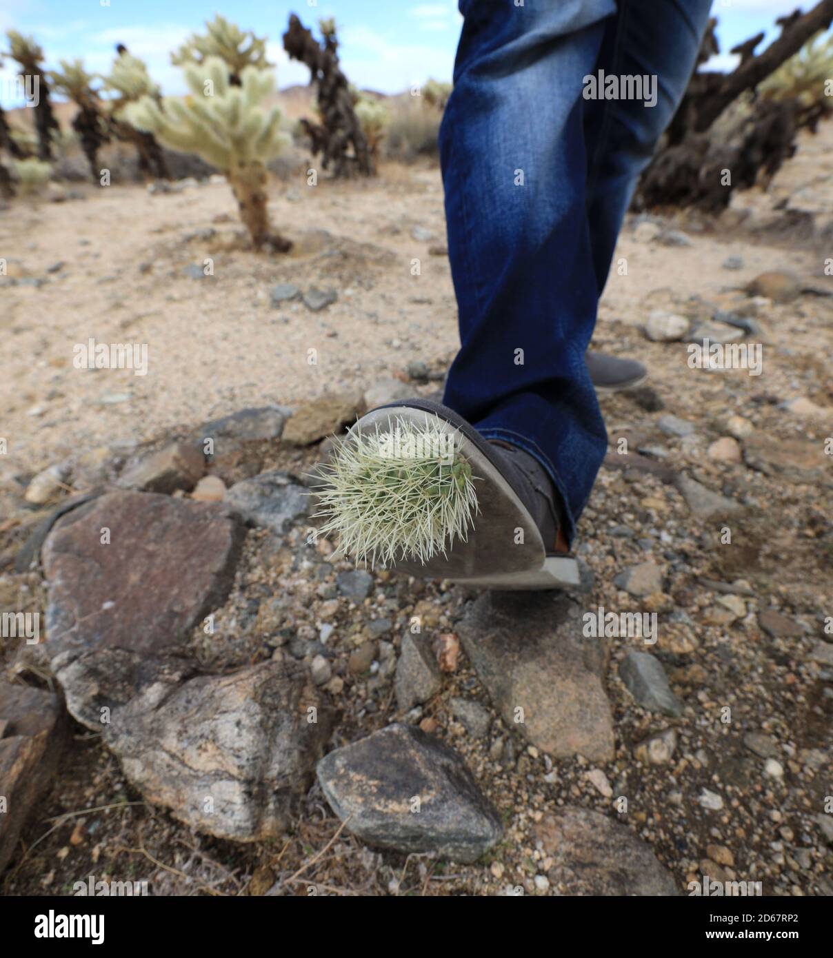 Joshua Tree, California, USA. 27th Dec, 2019. A Cholla cactus ball ...