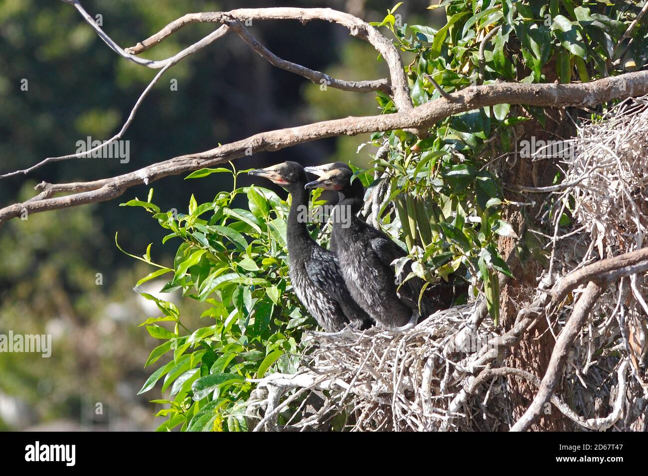 Australian shag hi-res stock photography and images - Alamy