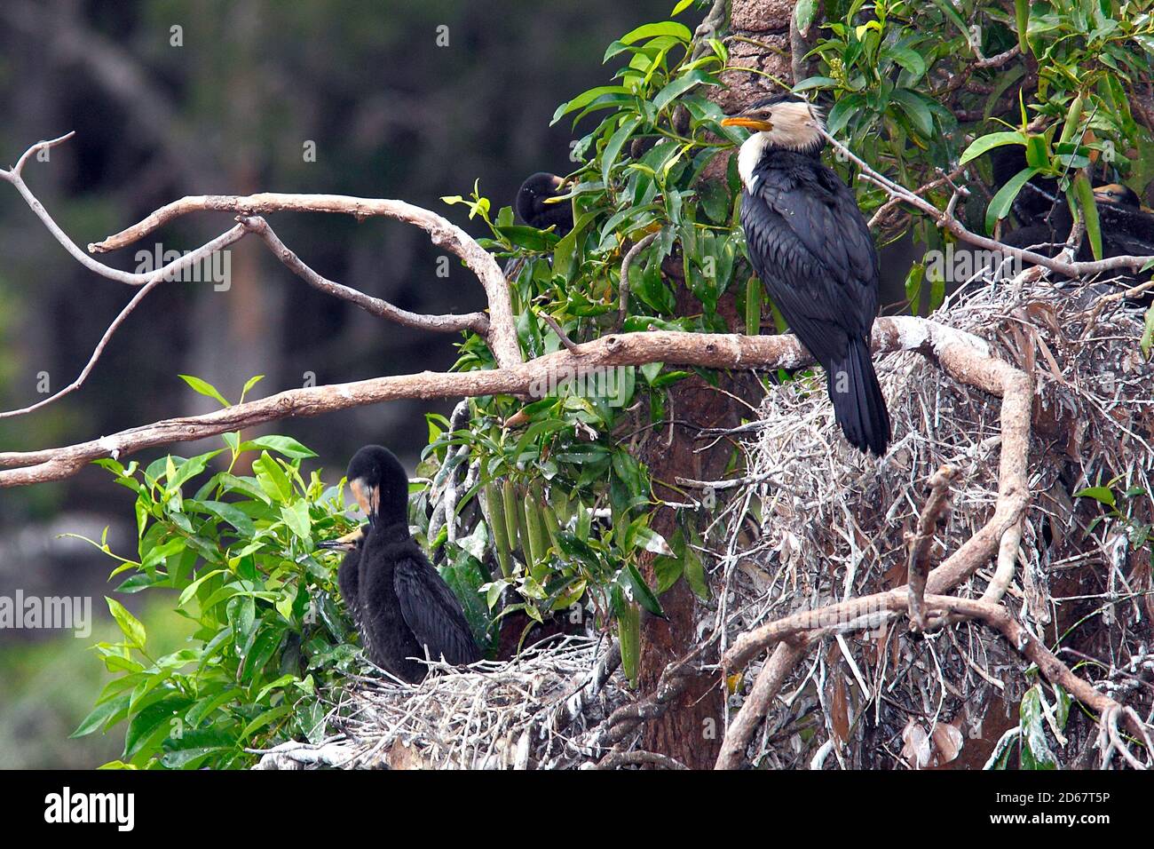 Shag bird australia hi-res stock photography and images - Alamy