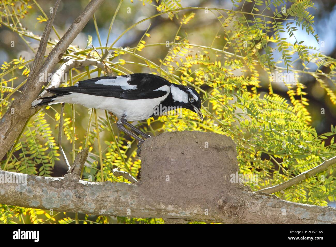 Magpie-lark, also known as the peewee, peewit or mudlark, Grallina ...