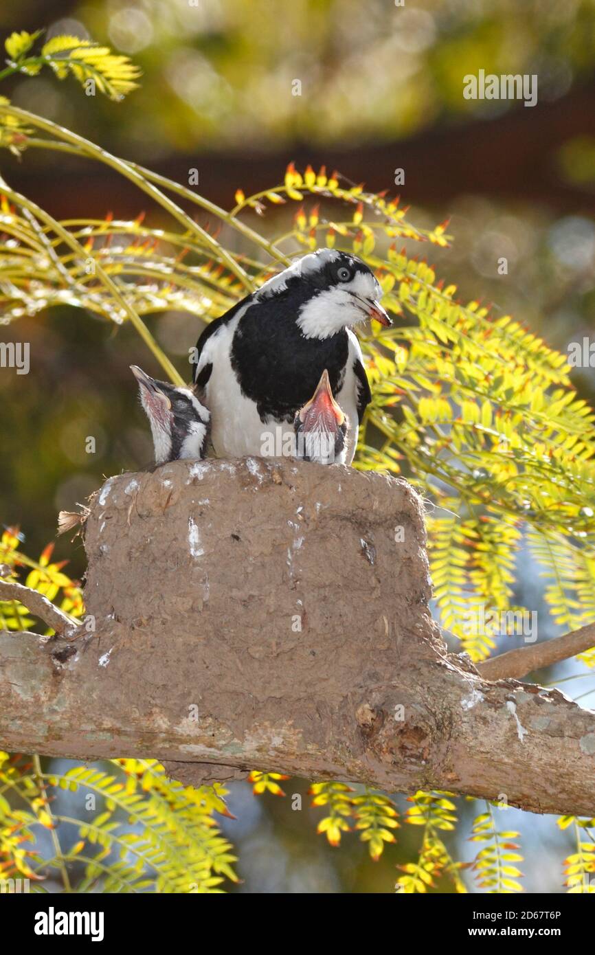 Magpie-lark, also known as the peewee, peewit or mudlark, Grallina ...