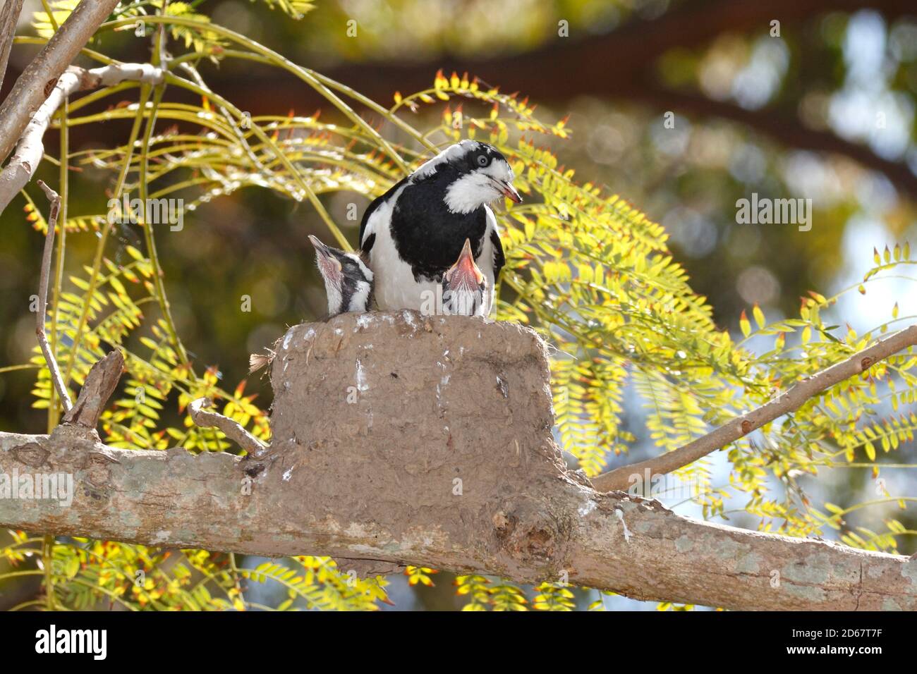 Magpie-lark, also known as the peewee, peewit or mudlark, Grallina ...