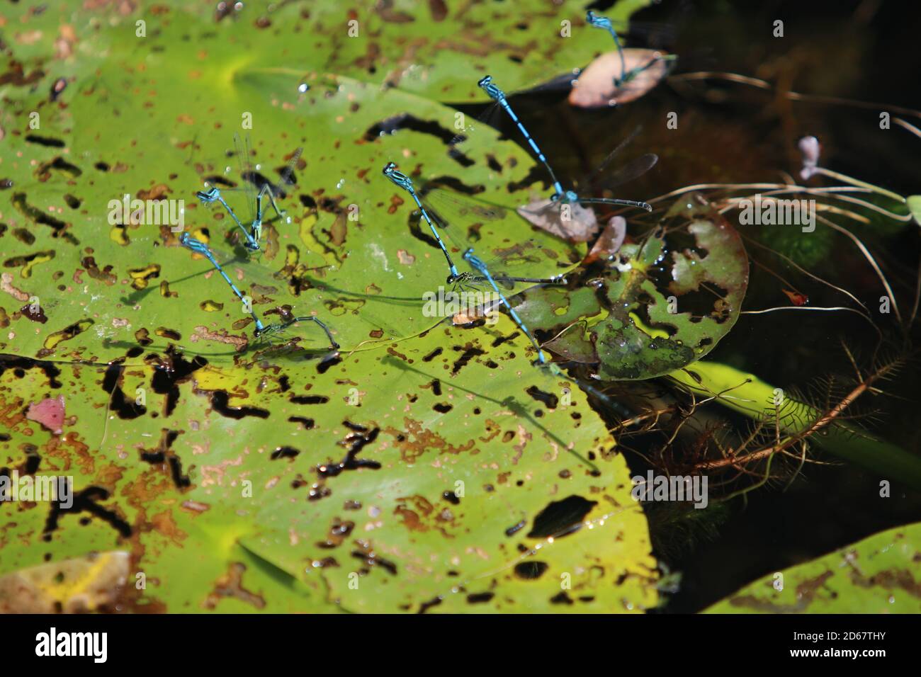 Dragonflies dragonflies dragonflies dragonflies flower hi-res stock ...