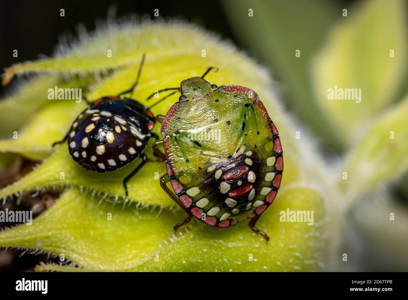 Southern green shield bug or Green vegetable bug (Nezara viridula) on ...