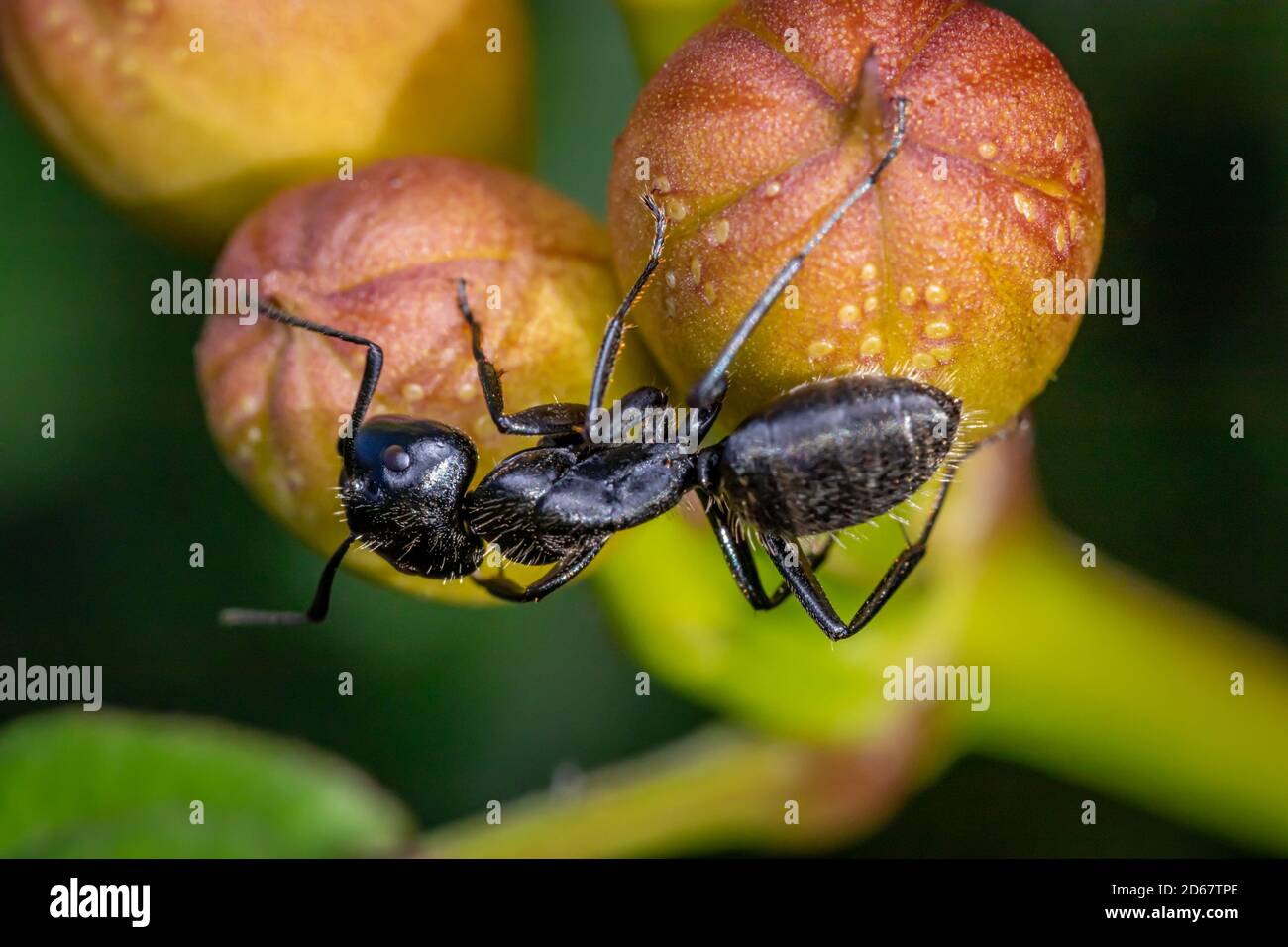 Carpenter ant (Camponotus spp.) on a wild fruit Stock Photo - Alamy