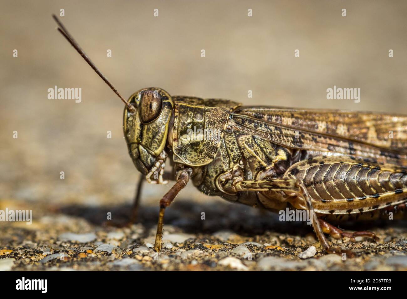 Locust close hi-res stock photography and images - Alamy