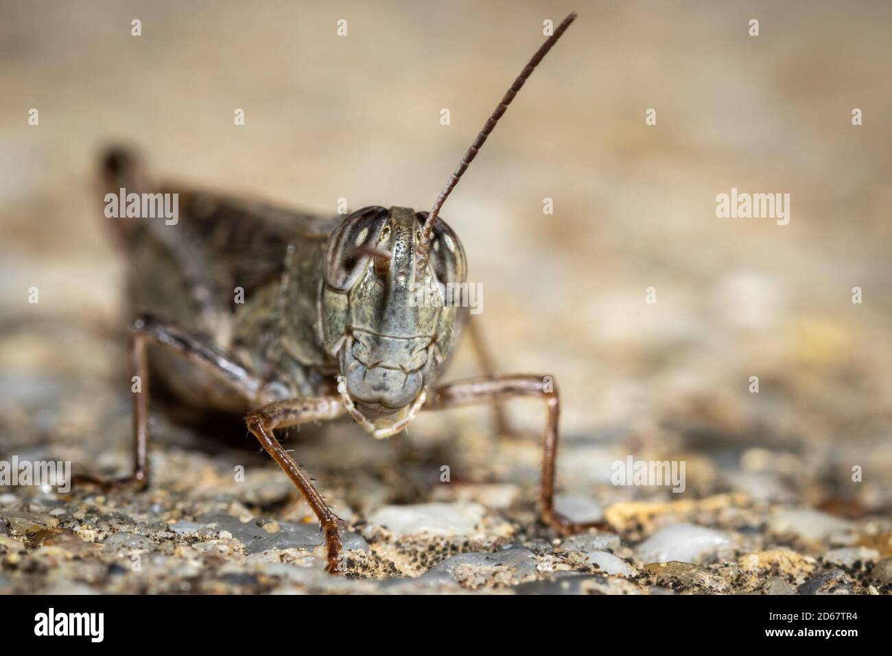 Locust close hi-res stock photography and images - Alamy