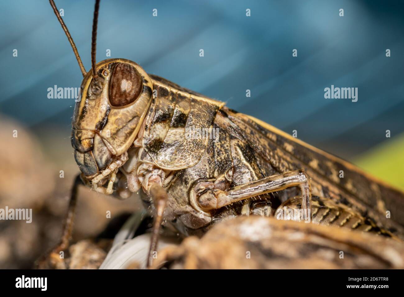 Locust close hi-res stock photography and images - Alamy