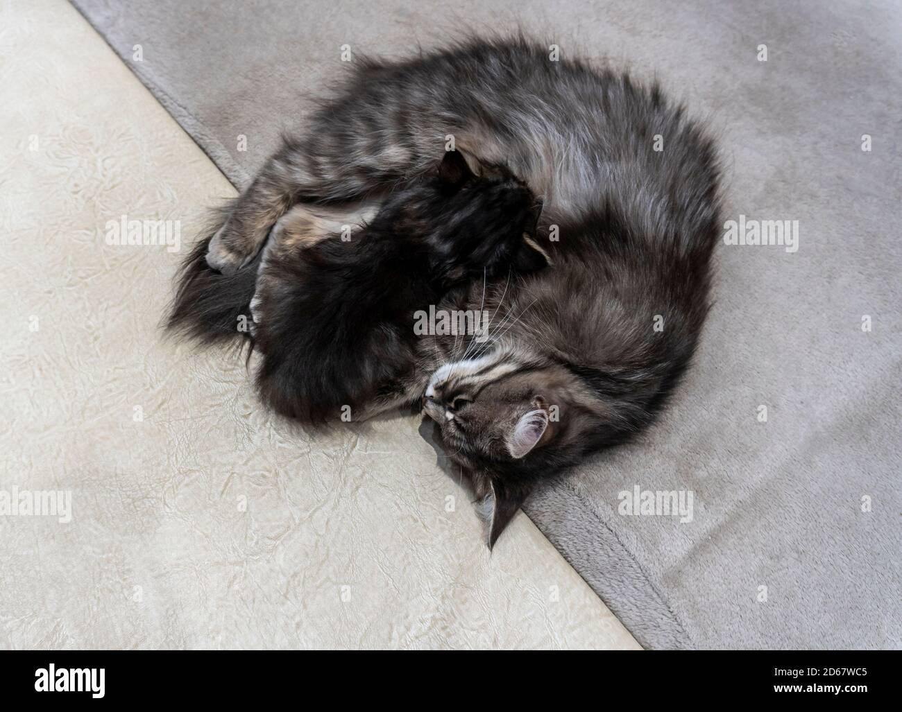 Variegated Color High Resolution Stock Photography and Images - Alamy