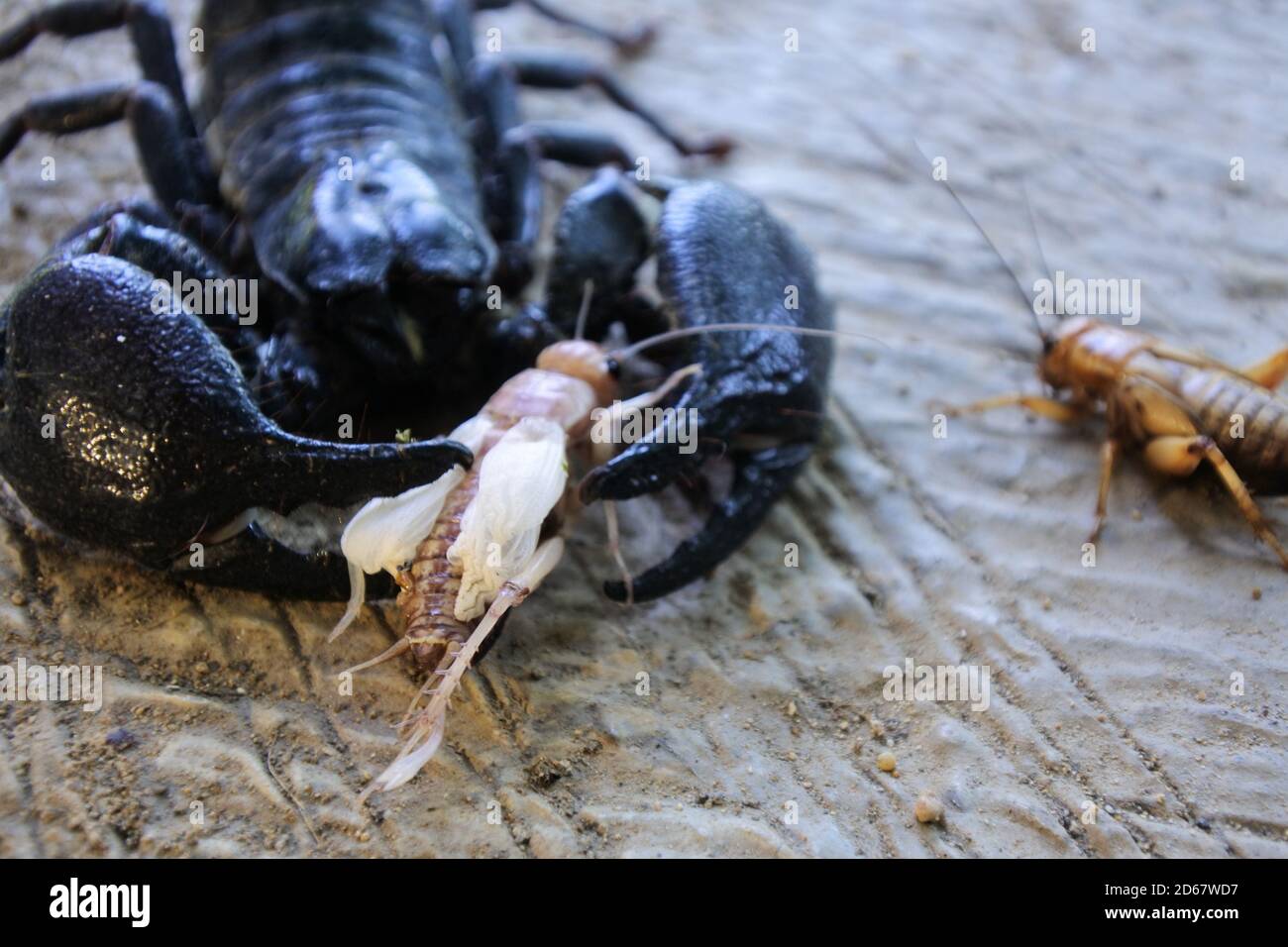 Pandinus imperator prey hi-res stock photography and images - Alamy