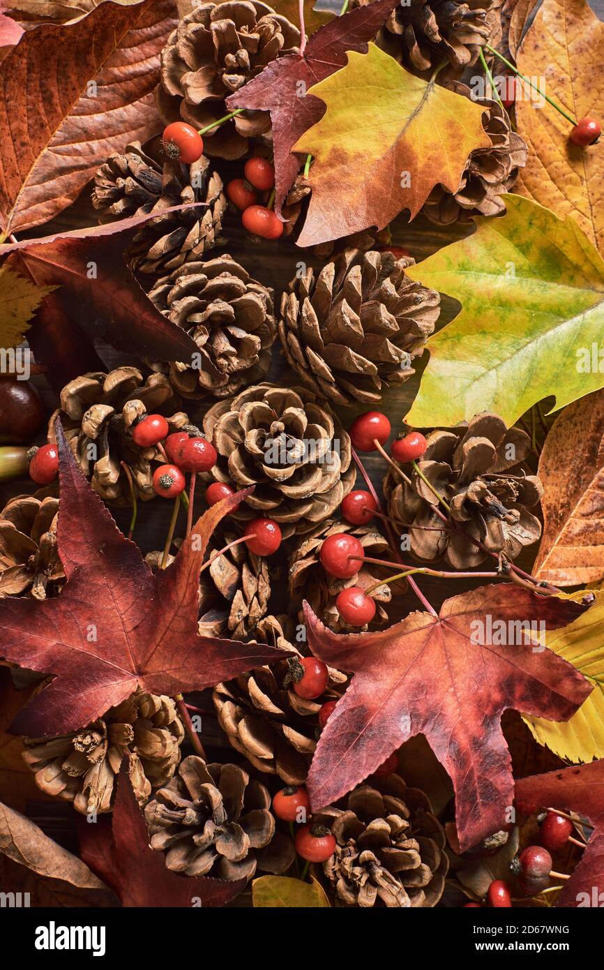 Festive autumn background with colorful leaves, pinecones and rose hips ...