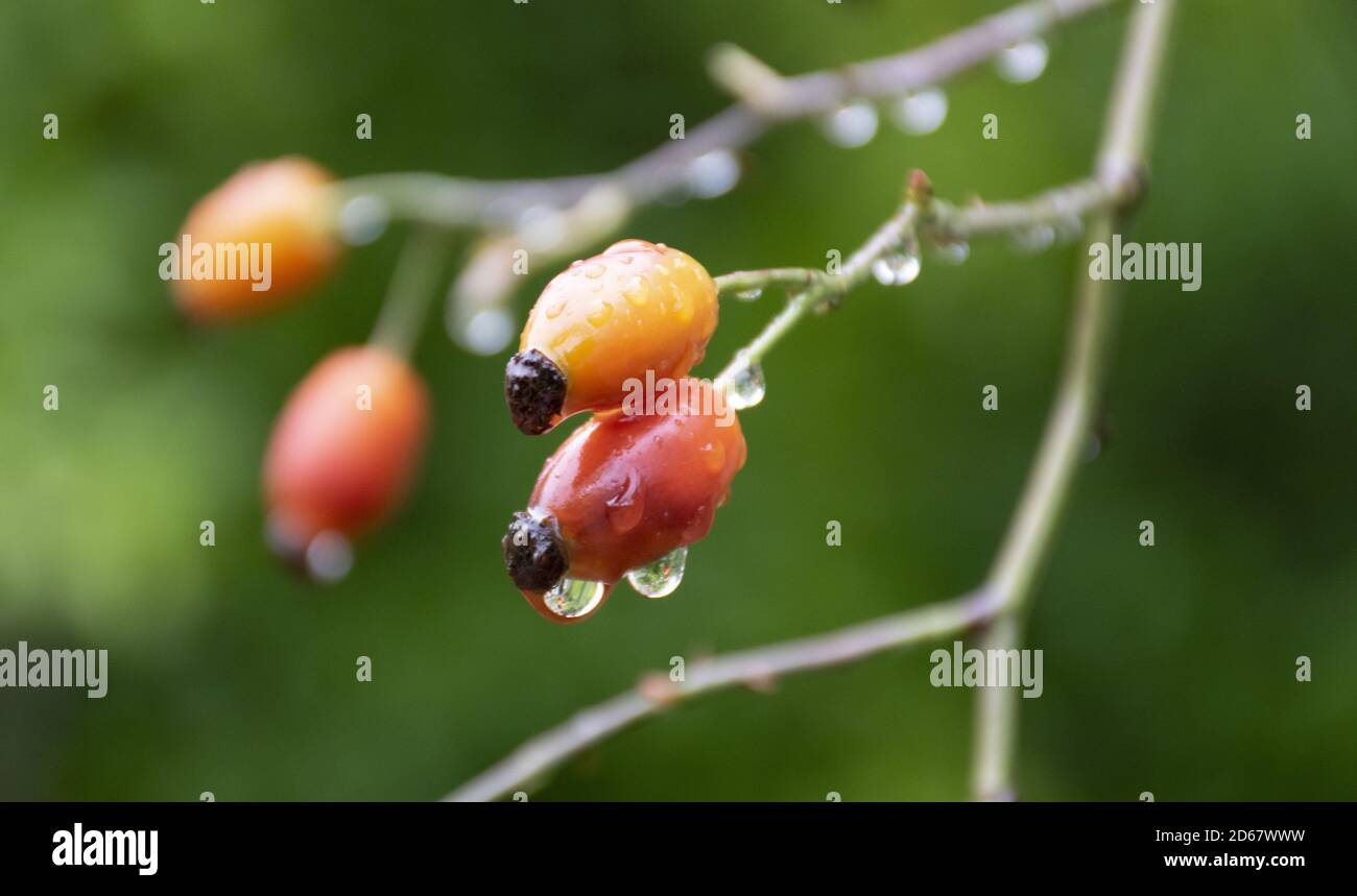 Selective focus shot of a dog rose tree branch with berries, water ...