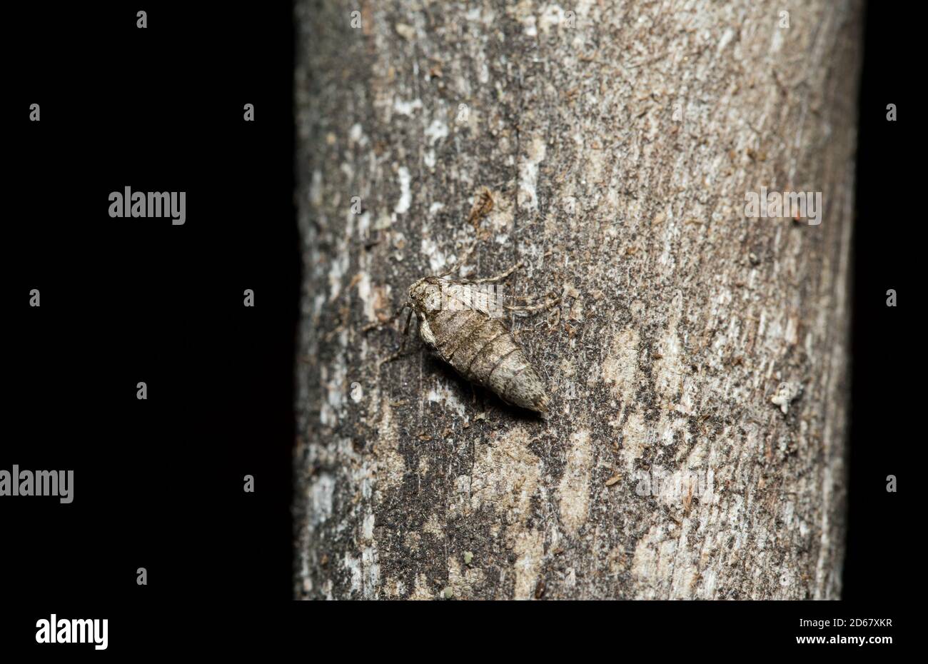 Winter moth female (Operophtera brumata Stock Photo - Alamy