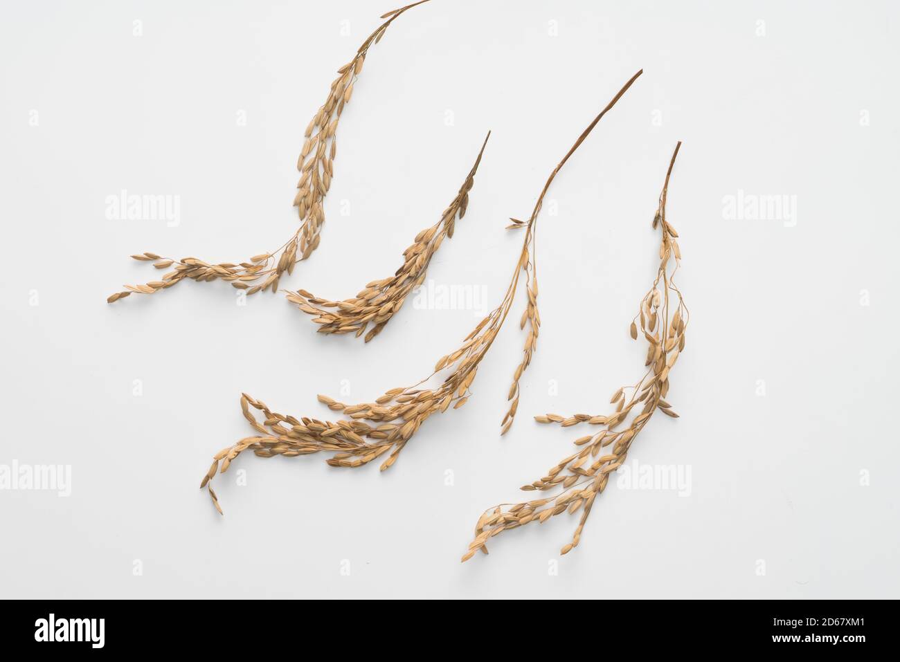 Paddy Rice isolated on white background. Ears of paddy jasmine rice ...
