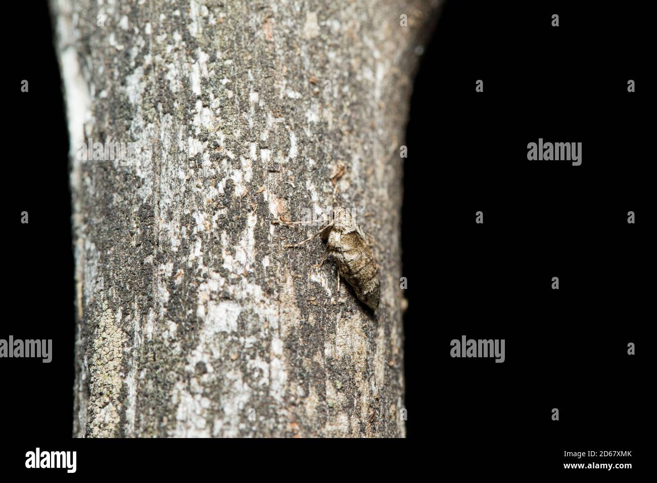 Winter moth female (Operophtera brumata Stock Photo - Alamy