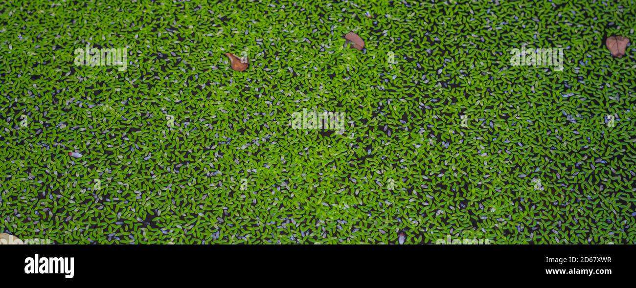 Beautiful natural background close tropical green micro leaves float on ...