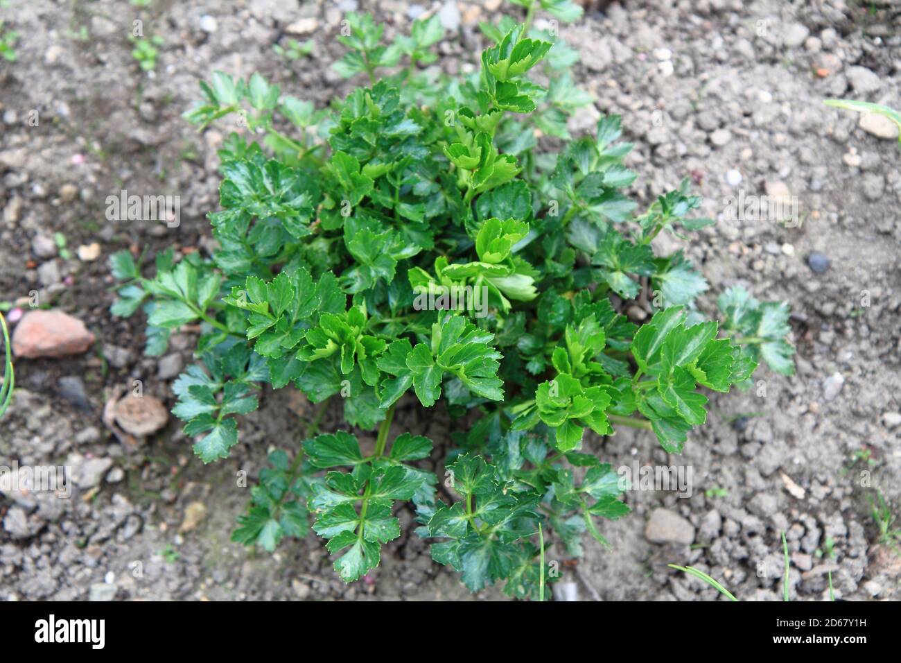 spring parsley leaves (spring herbs) from home farm Stock Photo - Alamy