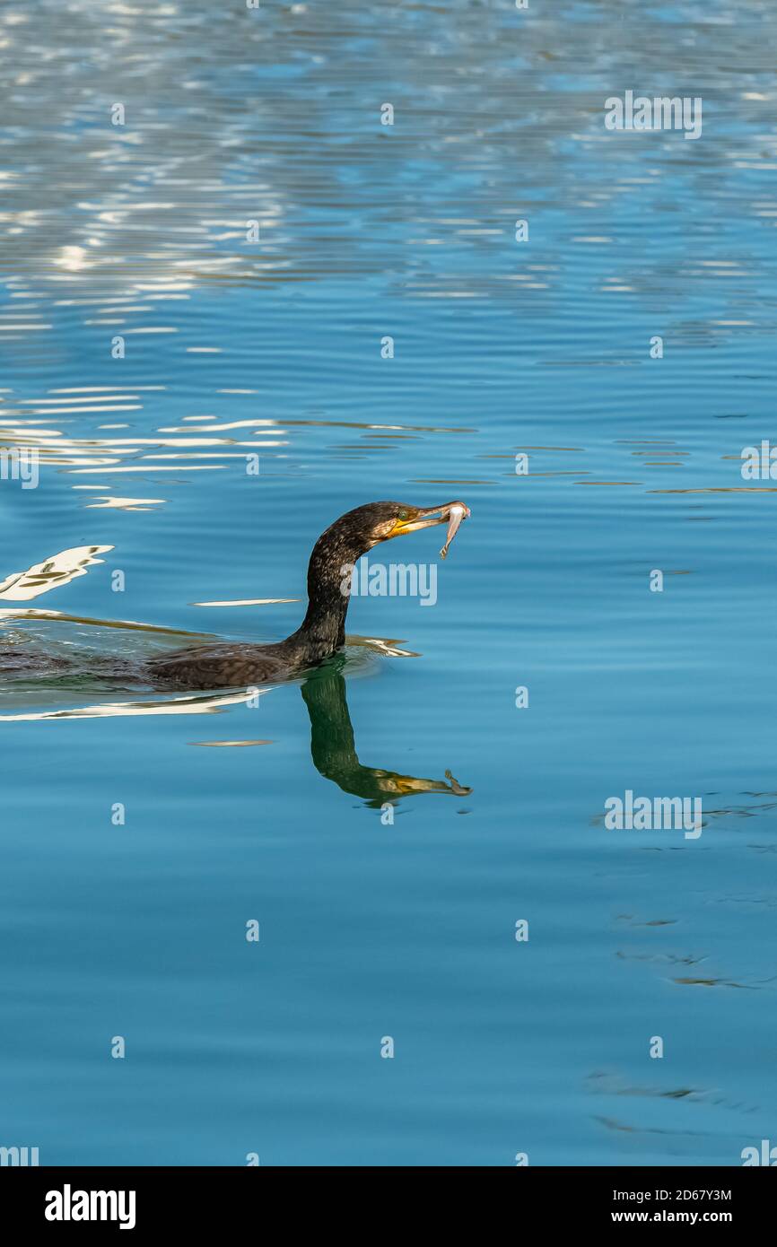 Cormoran diving hi-res stock photography and images - Alamy